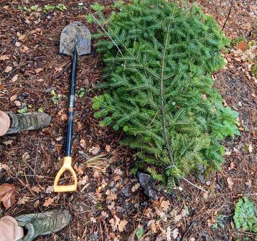 Ель живая. Еловые ветки Букет еловый