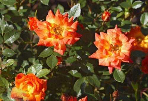 Роза карликовая Колибри