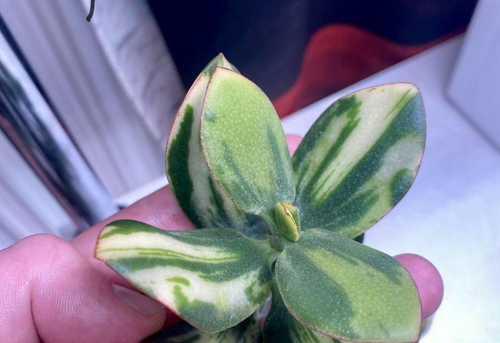 Crassula Solana