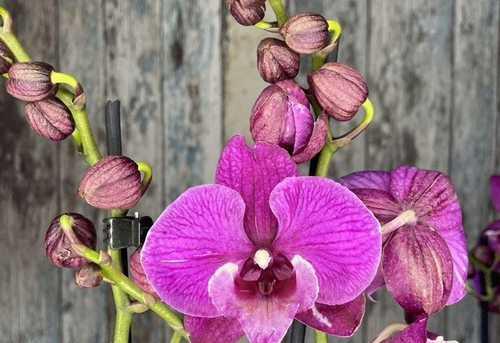 Орхидея биг лип фаленопсис