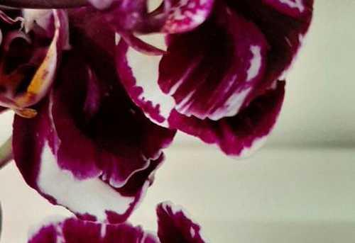 Орхидея Каменная Роза