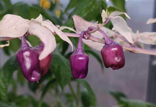 Семена острого перца Trifetti Purple Variegated