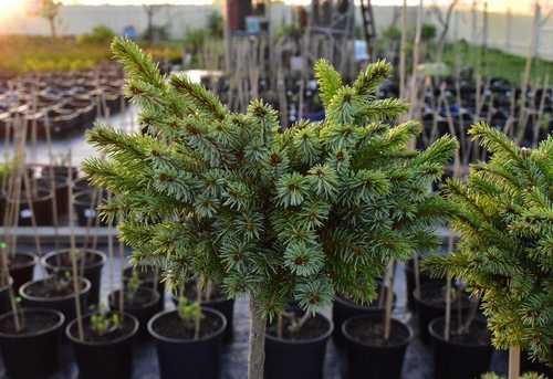 Ель сербская Каменц (Picea omorika Kamenz)