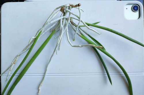 Орхидея brassavola nodosa