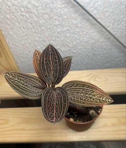 Макодес (драгоценная орхидея)