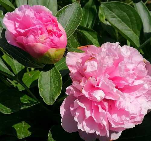 Коралловый пион Carnation Bouquet