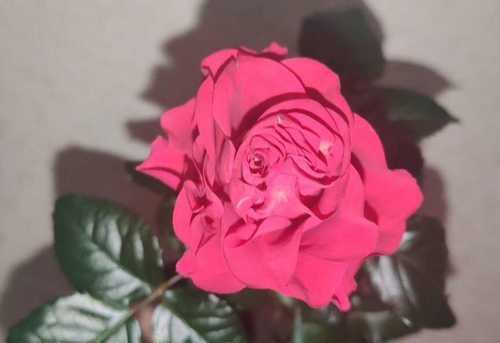 Красная комнатная роза