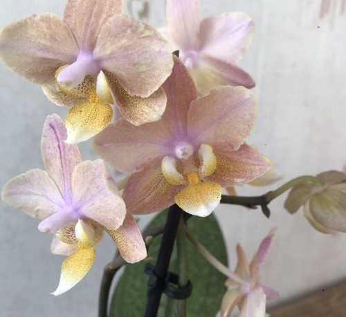 Орхидея фаленопсис Парфюмерная фабрика Валкион