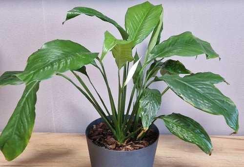 Спатифиллум, взрослое растение с горшком