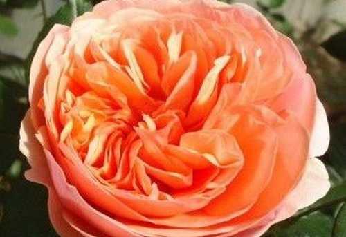 Роза Коин чайно-гибридная (Сербия Imperial Rose) Э