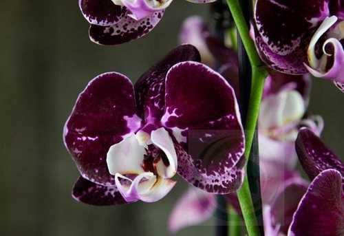 Орхидея Фаленопсис Velvet 2 ст