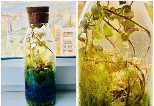 Мини сад малая экосистема фиттония мох в бутылке