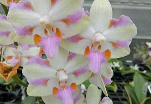 Орхидея фаленопсис Pulcherrima