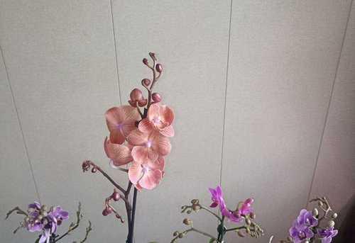 Орхидеи редкие Violet Queen, Flamingo Jazz