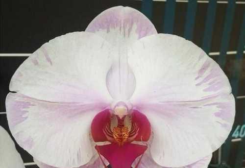 Орхидея Phal. Splash Honey L3194