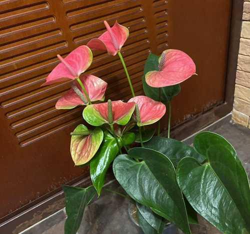 Антуриум свит дрим