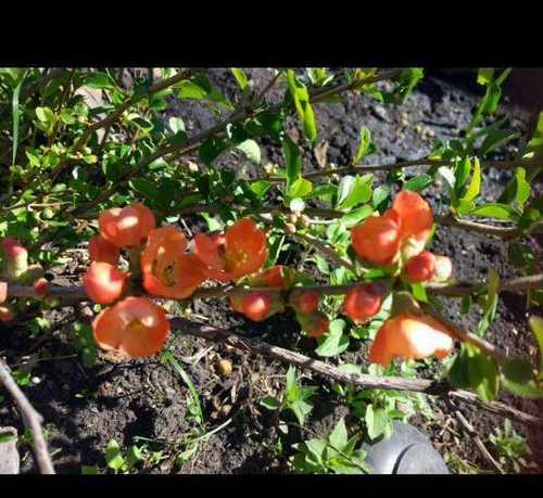 Айва декоративная или Хеномелес японский