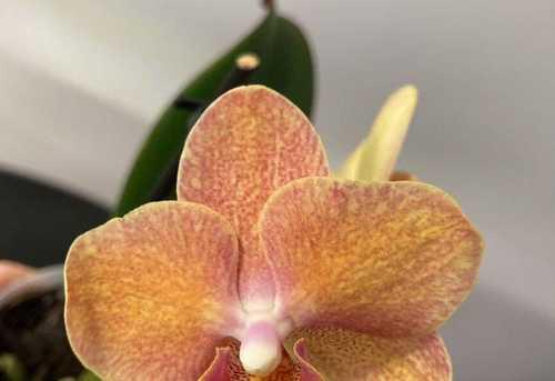 Орхидеи мультифлоры цветущие