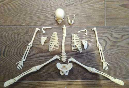 Скелет пластмасса
