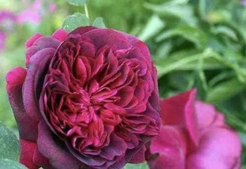 Английская роза "Whiliam Shakespeare"
