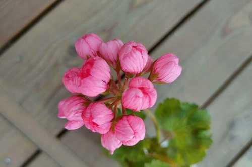 Герань пеларгония тюльпановидная Pink Pandora