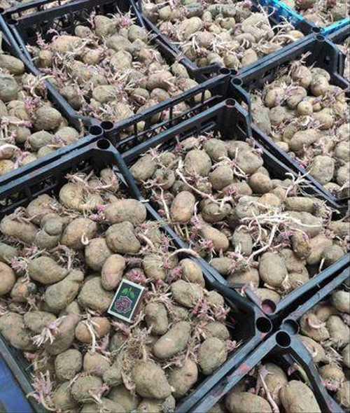 Семена картофеля славянка