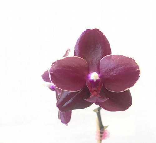 Орхидея Phal. Sogo Relex aroma 2.5"