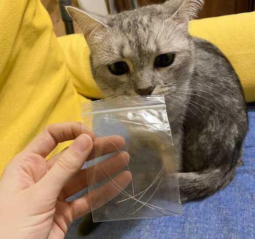 Кошачьи усы от счастливой кошки