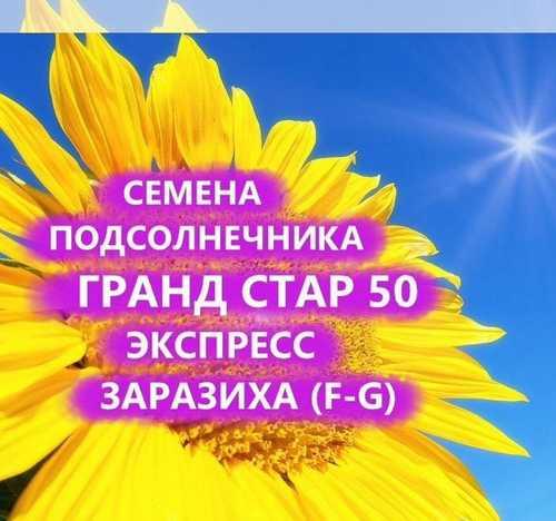 Семена подсолнечника Гранд Стар 50 Гибрид, Ставроп