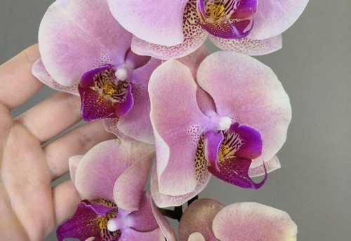 Орхидея фаленопсис Perfect Peach
