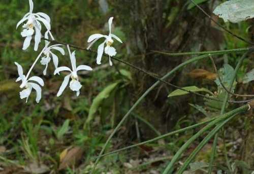 Орхидея холькоглоссум