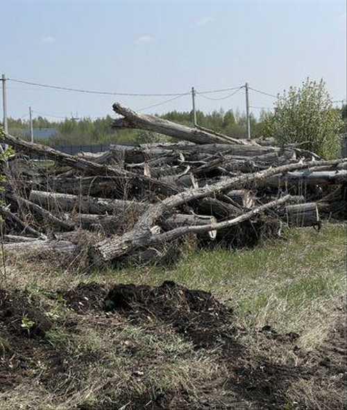 Бревна на дрова тополь