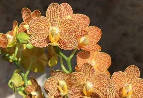Орхидея little zorro/indian summer