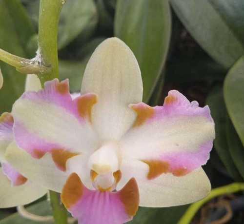 Орхидея фаленопсис Pulcherima 4n
