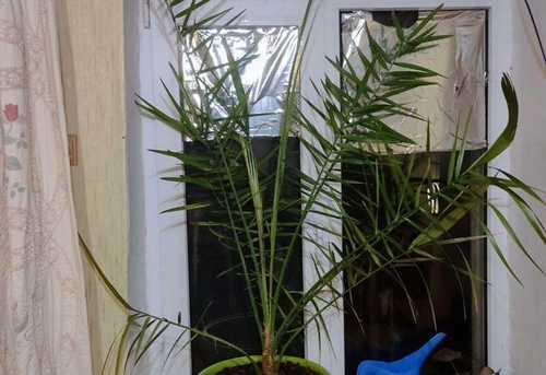 Финиковая пальма, 9 лет, 165 см