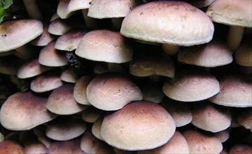 Японские грибы шиитаке (семена)
