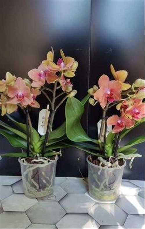Орхидея фаленопсис Сансет love