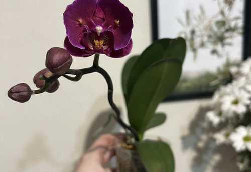 Орхидея Ching Ann Diamond (peloric - 2 eyes)