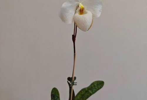 Орхидея Paphiopedilum Armeni White