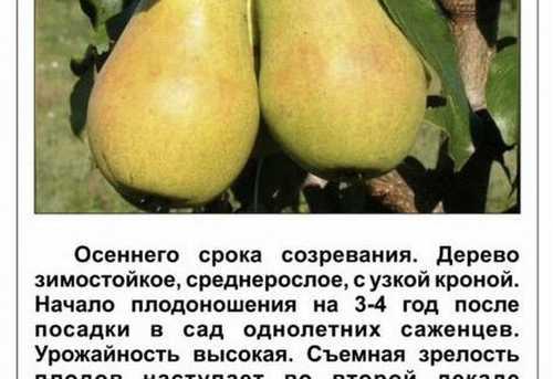 Саженцы груши