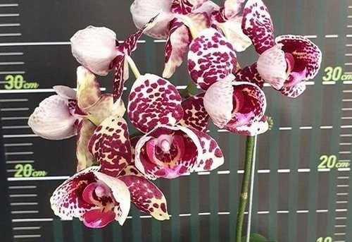 Орхидея OX Diamond peloric