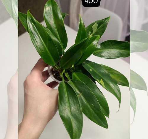 Филодендрон Венди Имбе Вайт