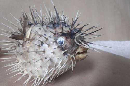 Чучело рыба Фугу