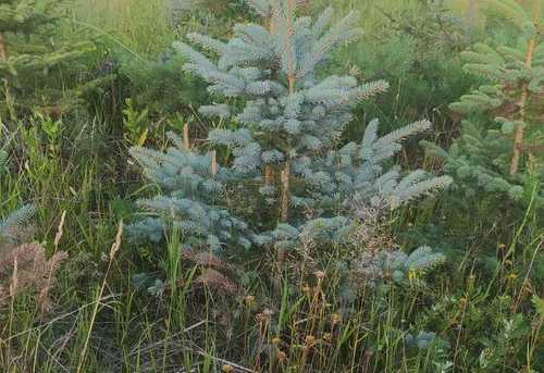 Саженцы голубой ели Глауки