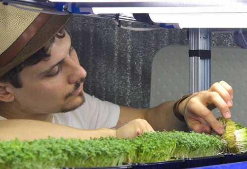 Семена микрозелени + обучение для дома