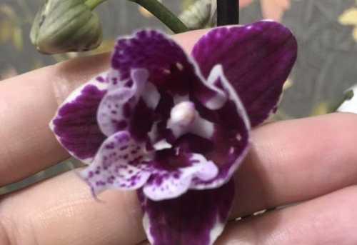 Орхидея фаленопсис биг лип пелор
