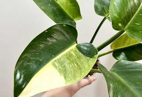 Philodendron Green Congo Original