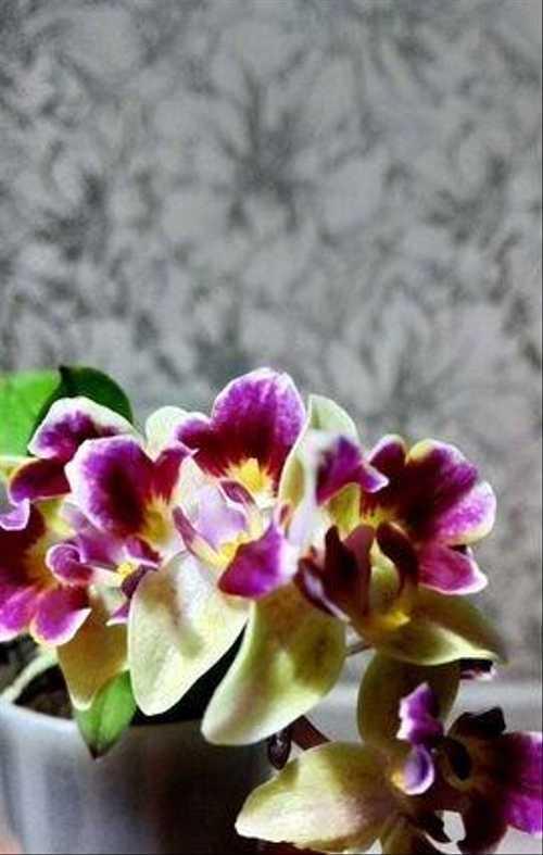 Мини орхидея Sogo Gotris бабочка