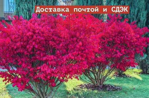 Бересклет европейский Ред Каскад (С3)