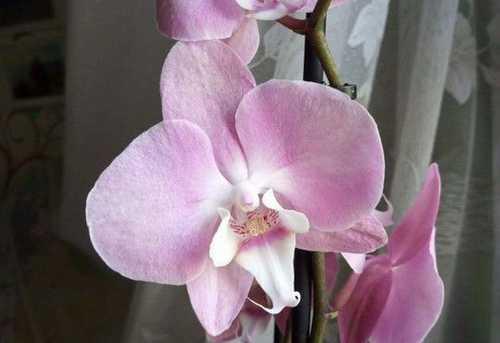 Орхидея фаленопсис неоновая Джоли